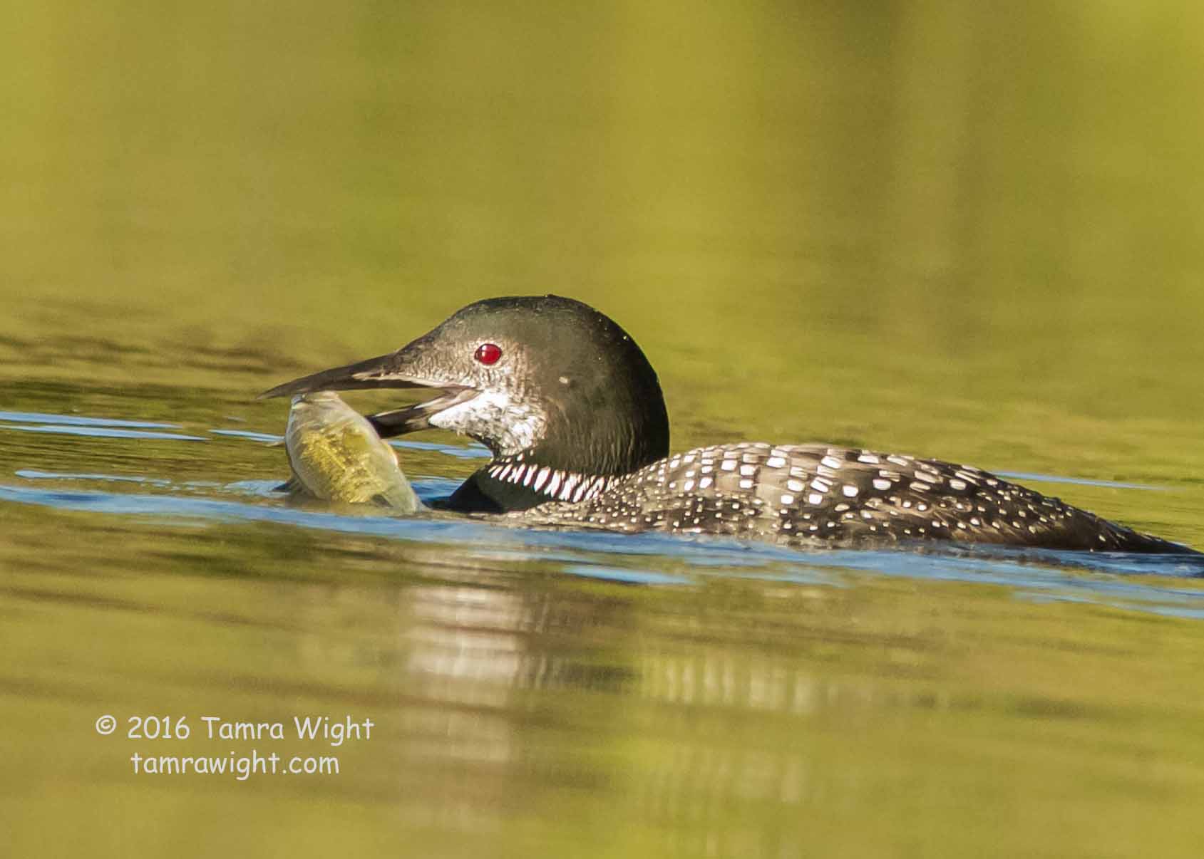 Loon Watch: Lazy Fall Days | TAMRA WIGHT – Children's Author