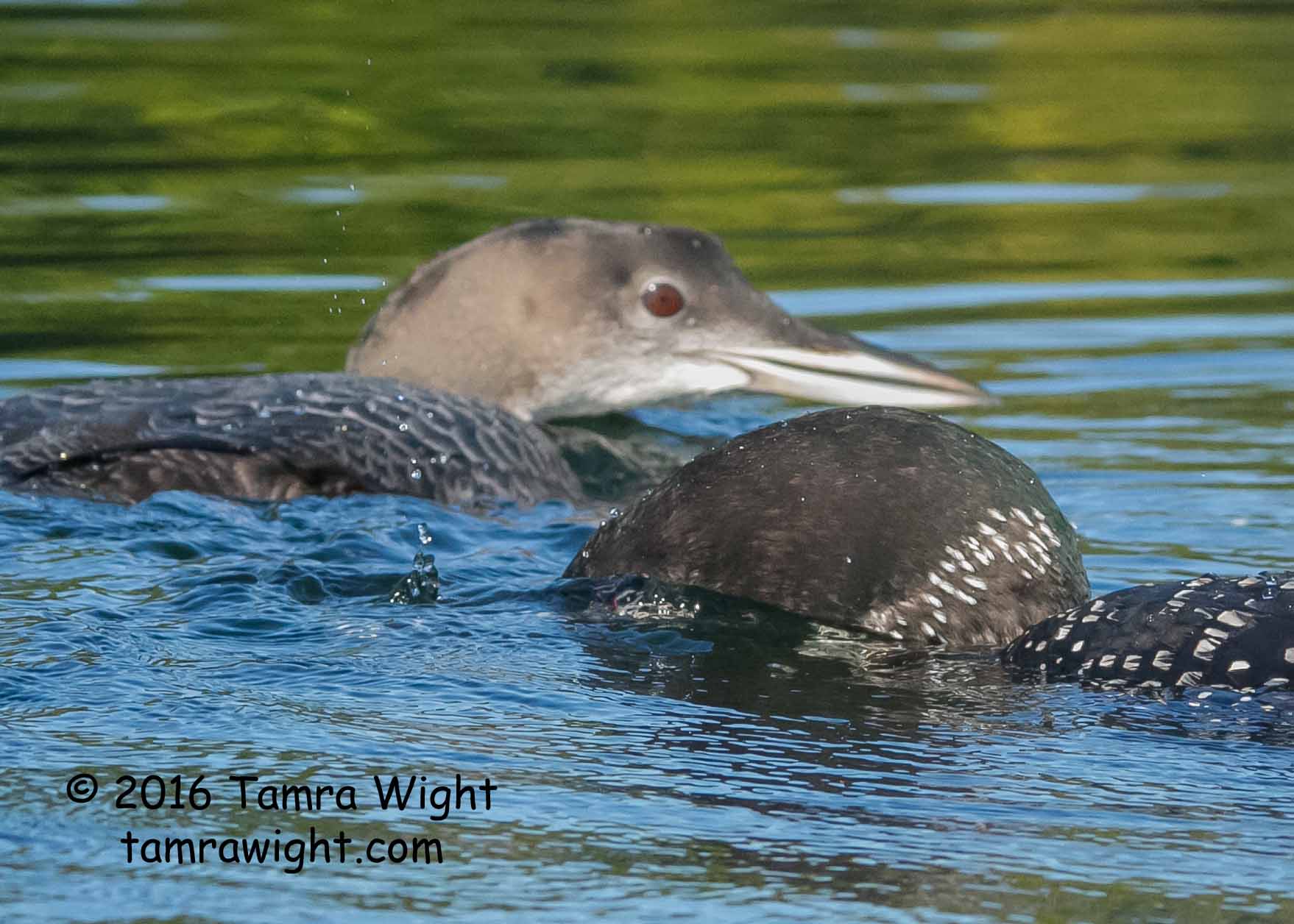 Loon Watch: Lazy Fall Days | TAMRA WIGHT – Children's Author