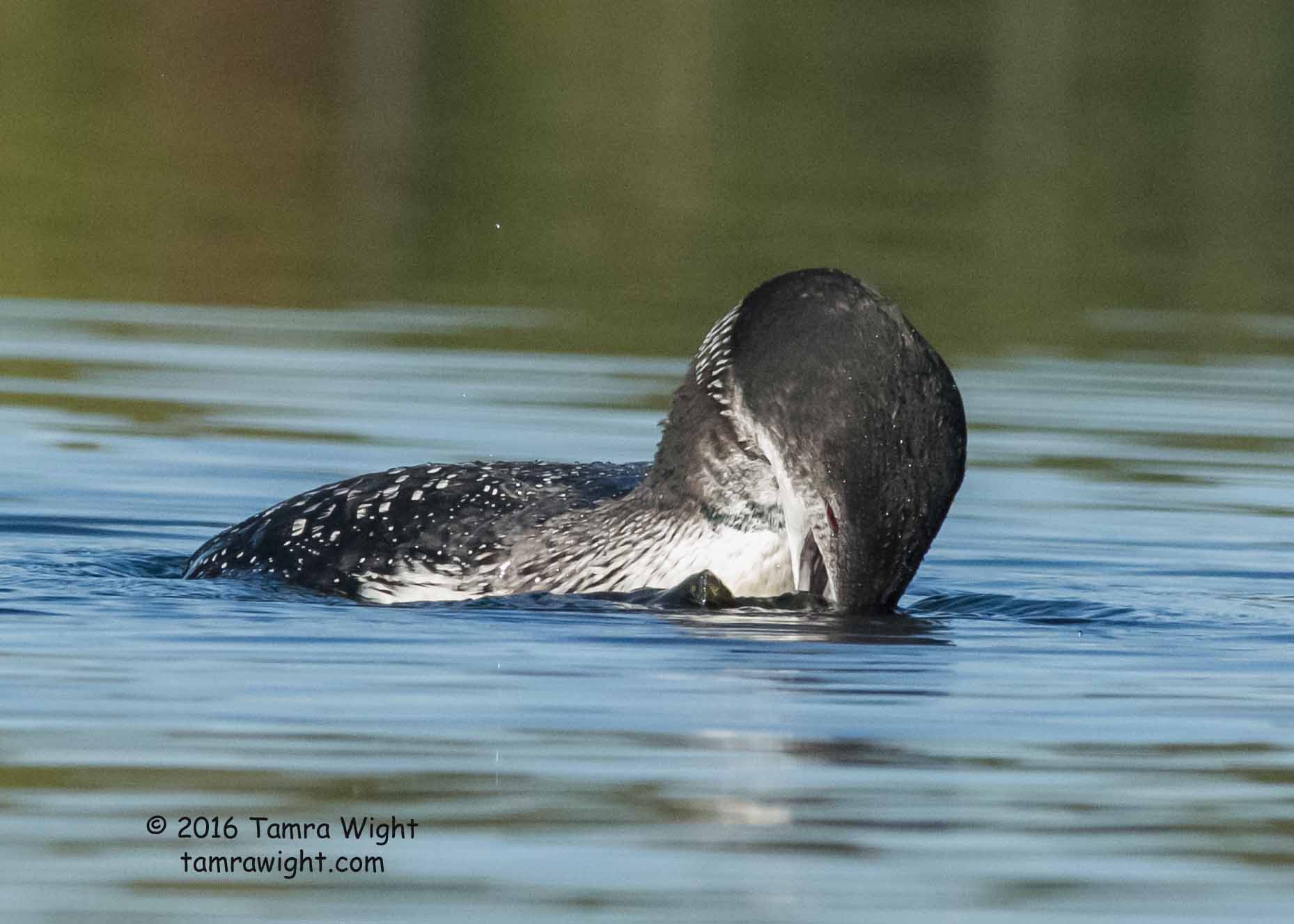Loon Watch: Lazy Fall Days | TAMRA WIGHT – Children's Author