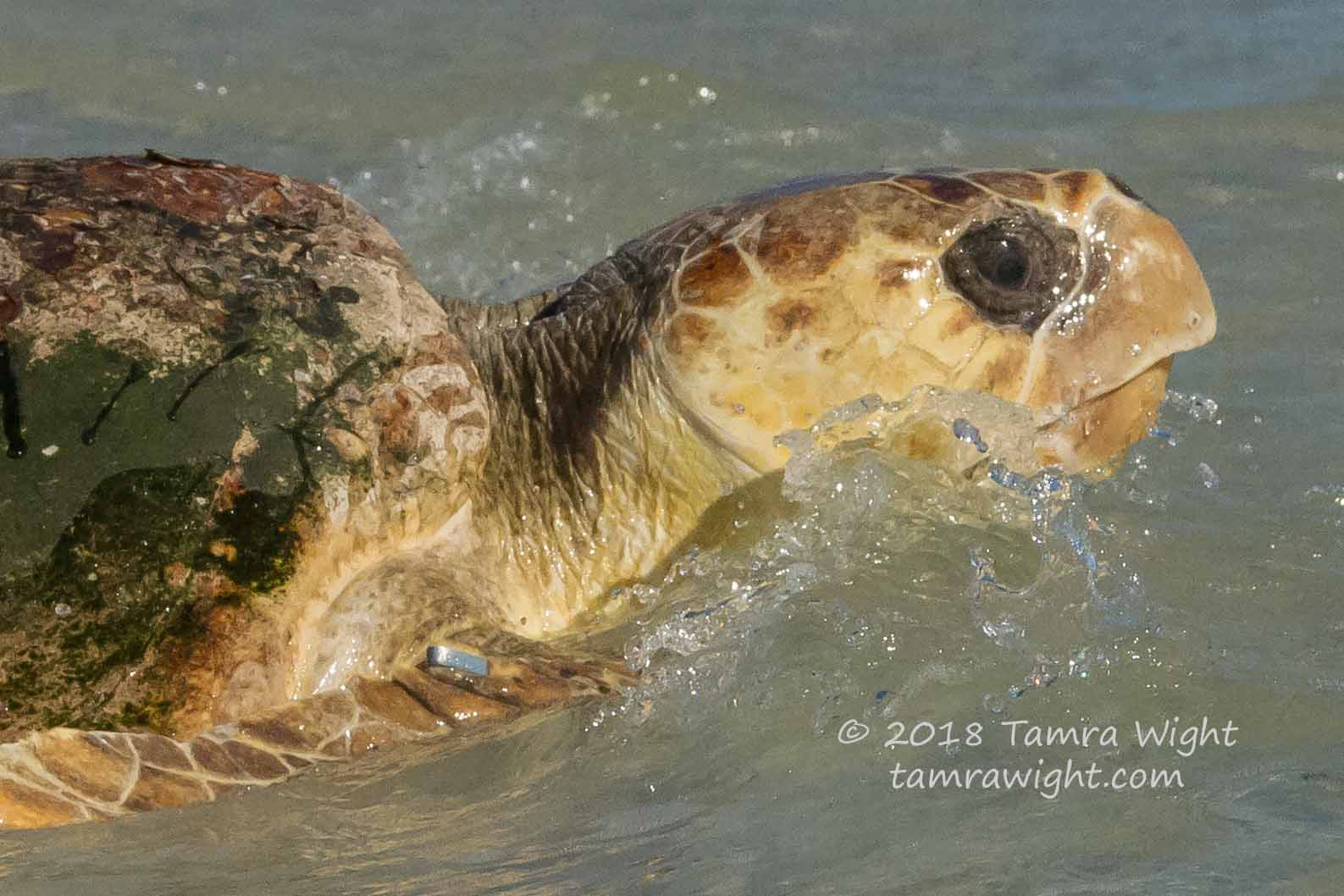 Loggerhead Sea Turtle Release | TAMRA WIGHT – Children's Author
