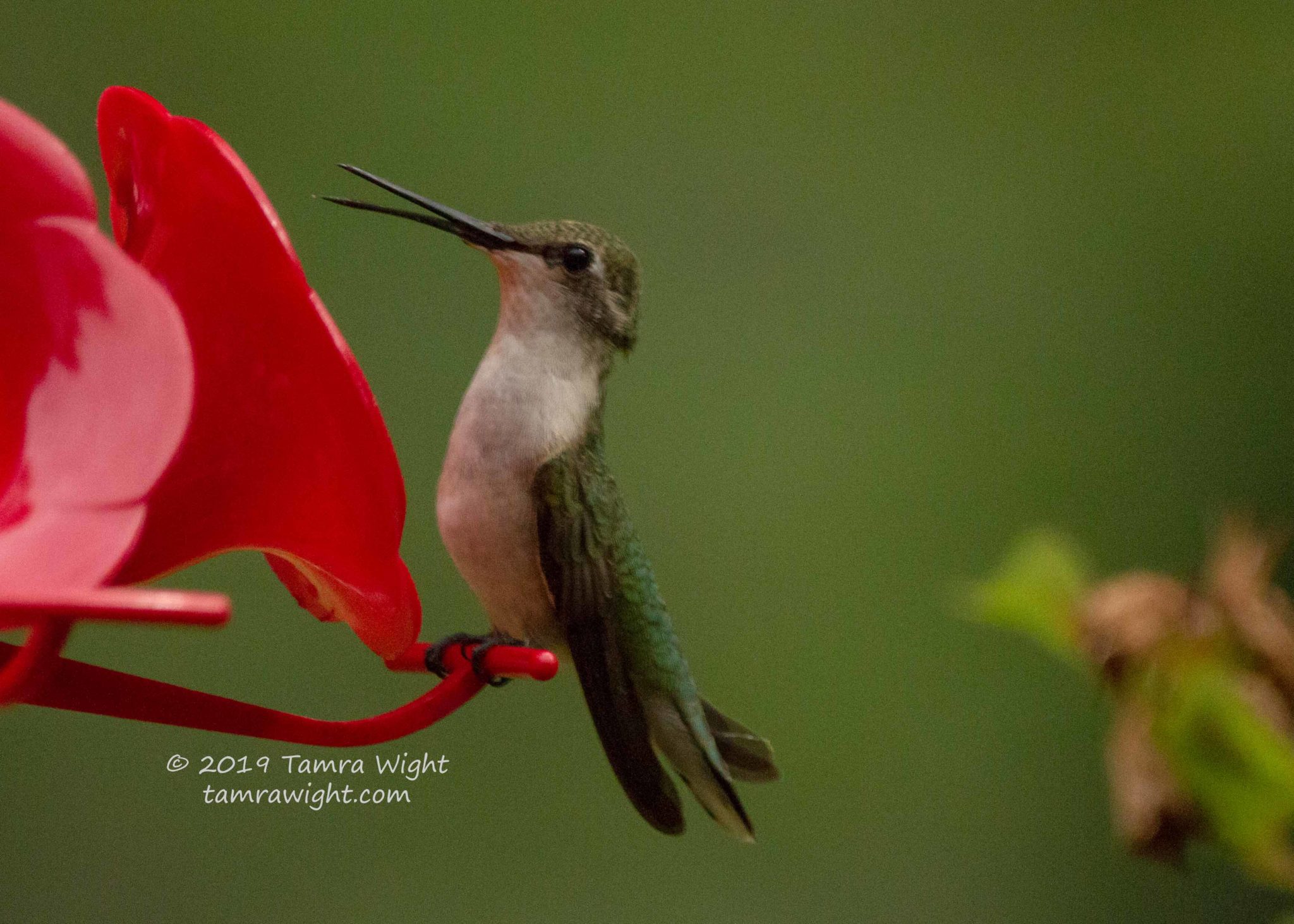 Hummingbird Tracking | TAMRA WIGHT – Children's Author