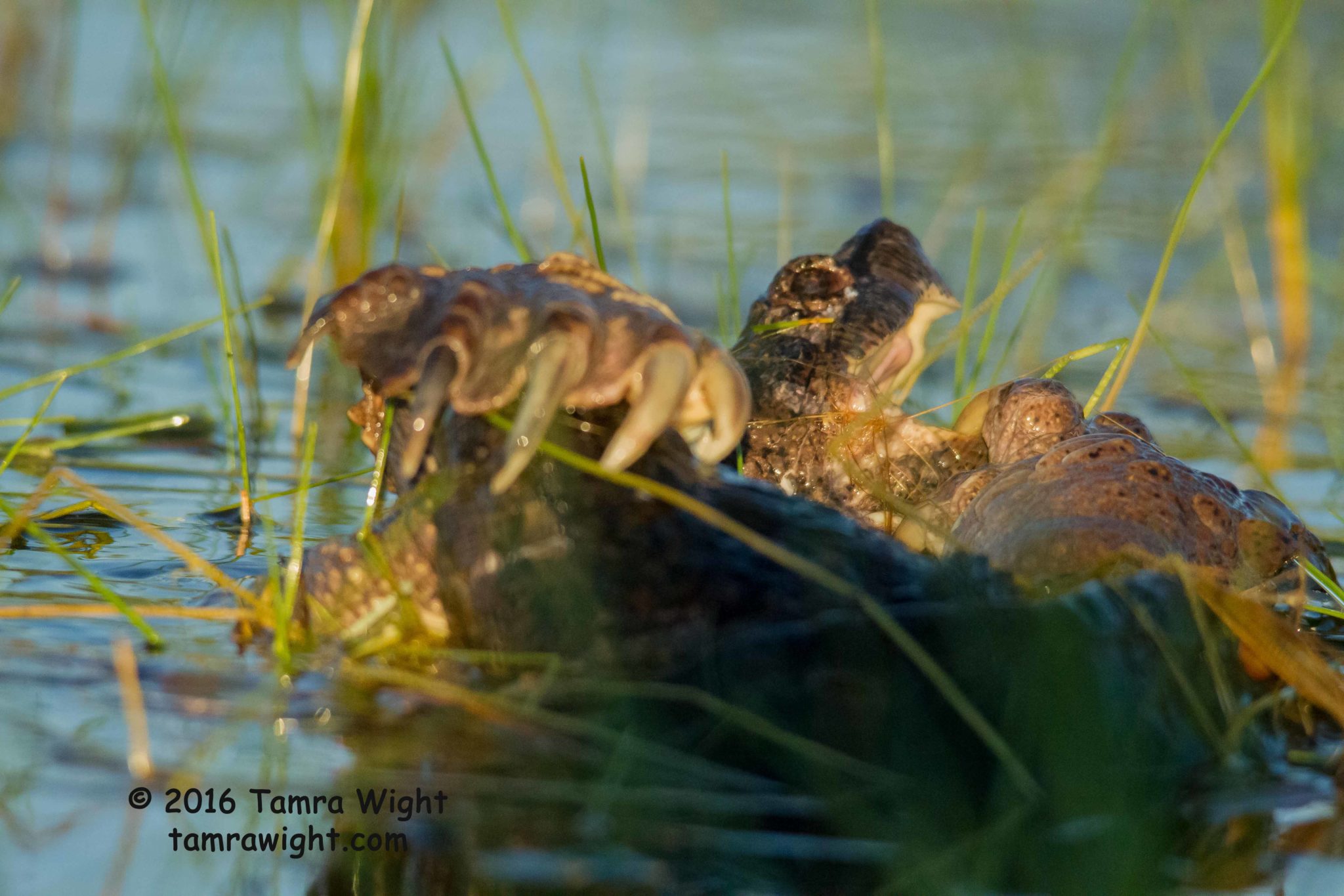 Snapping Turtle Fight! | TAMRA WIGHT – Children's Author